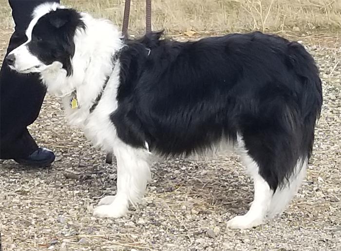 Border Collies In Need of Adoption in Southern California