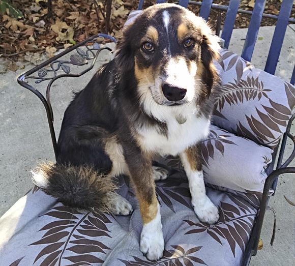 Border Collies In Need of Adoption in Southern California