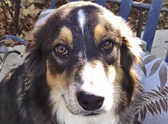 Border Collies In Need of Adoption in Southern California