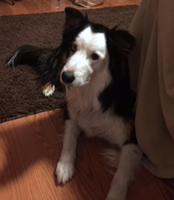 Border Collies In Need of Adoption in Southern California