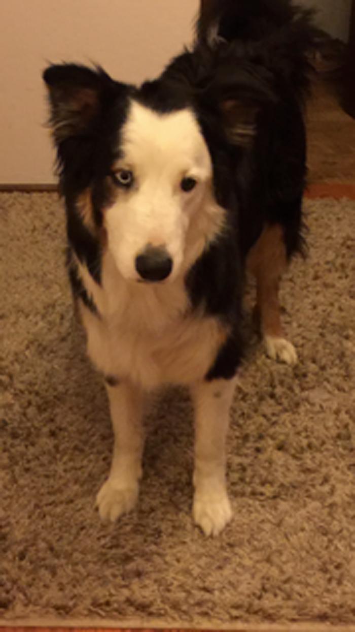 Border Collies In Need of Adoption in Southern California