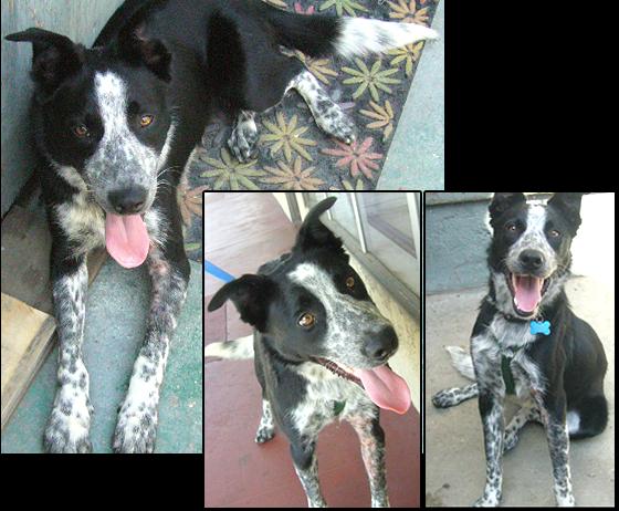 Border Collies In Need of Adoption in Southern California