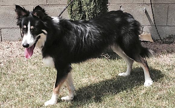 Border Collies In Need of Adoption in Southern California