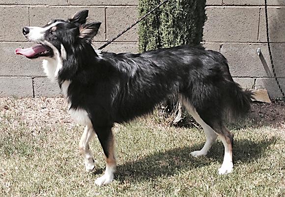 Border Collies In Need of Adoption in Southern California