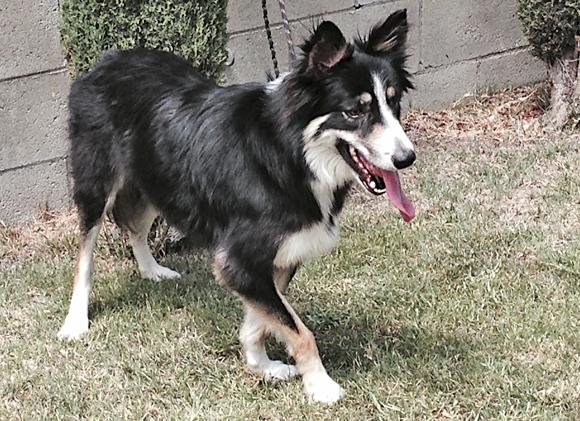 Border Collies In Need of Adoption in Southern California
