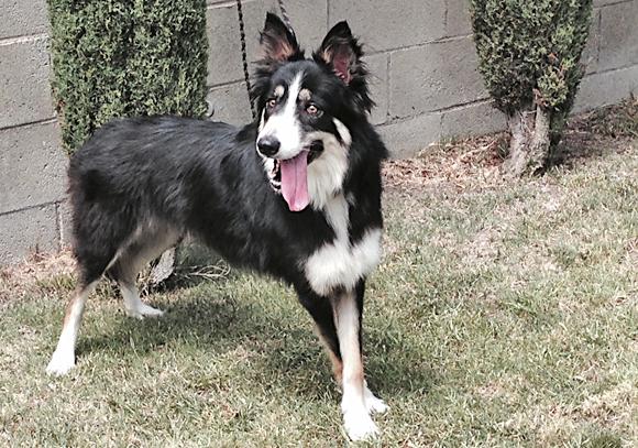 Border Collies In Need of Adoption in Southern California
