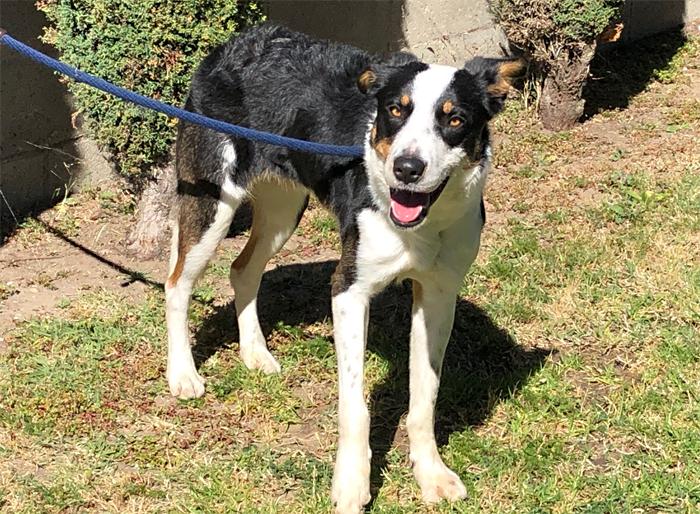 Border Collie Rescue and Adoption from Border Collies In Need - Border ...