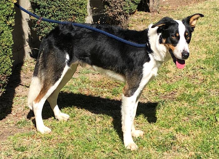 Border Collie Rescue and Adoption from Border Collies In Need - Border ...