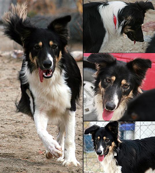 Border Collies In Need of Adoption in Southern California