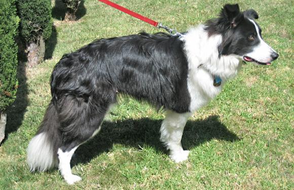Border Collies In Need of Adoption in Southern California