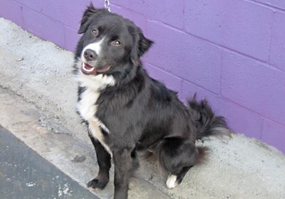 Border Collies In Need of Adoption in Southern California