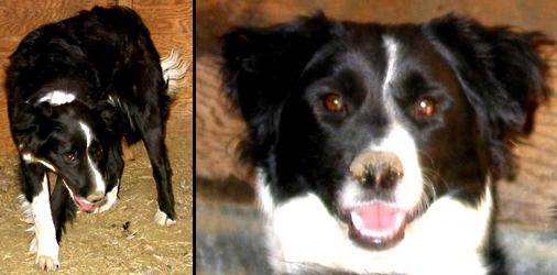 Border Collies In Need of Adoption in Southern California