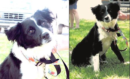 Border Collies In Need of Adoption in Southern California