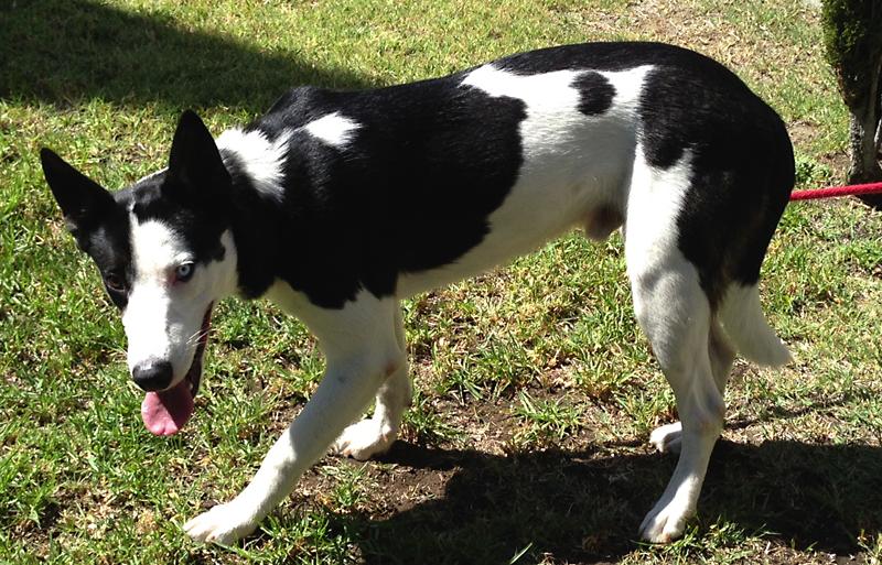 Border Collies In Need of Adoption in Southern California