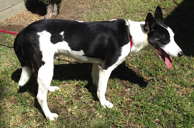 Border Collies In Need of Adoption in Southern California