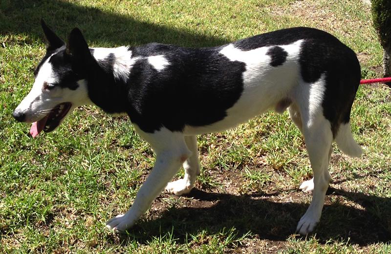 Border Collies In Need of Adoption in Southern California
