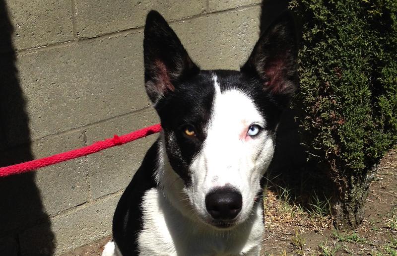 Border Collies In Need of Adoption in Southern California