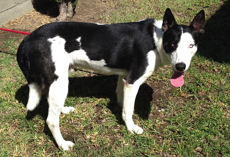 Border Collies In Need of Adoption in Southern California