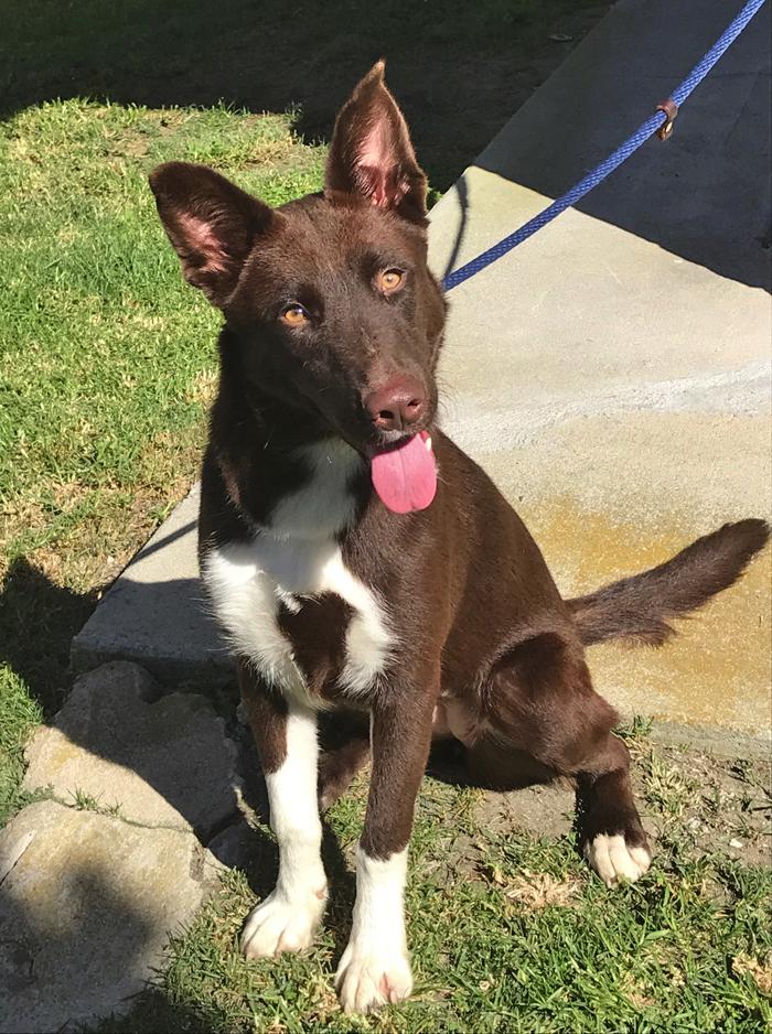 Border Collies In Need of Adoption in Southern California