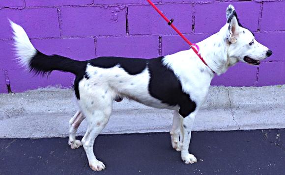 Border Collies In Need of Adoption in Southern California