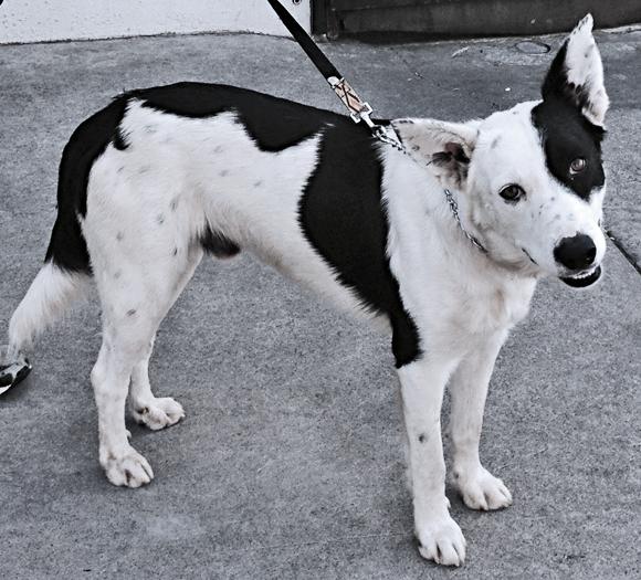 Border Collies In Need of Adoption in Southern California