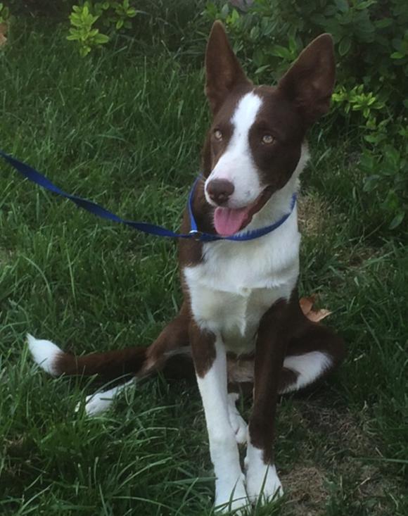 Border Collies In Need of Adoption in Southern California