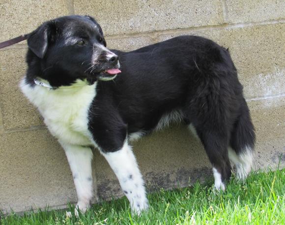 Border Collies In Need of Adoption in Southern California
