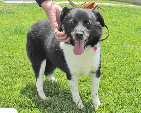 Border Collies In Need of Adoption in Southern California