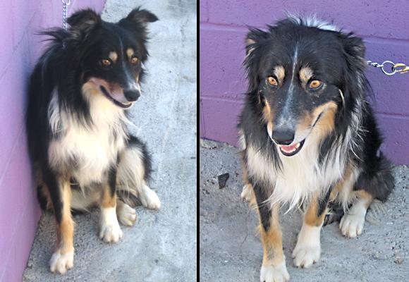 Border Collies In Need of Adoption in Southern California