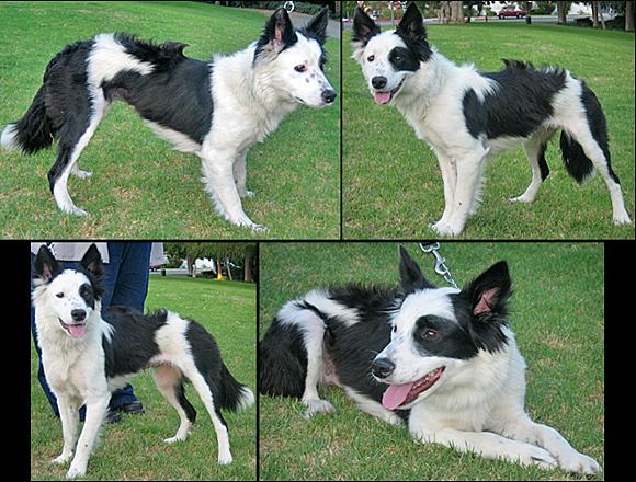 Border Collies In Need of Adoption in Southern California