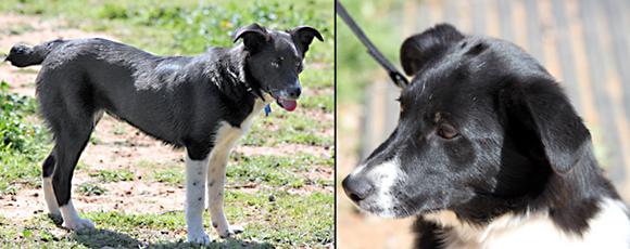 Border Collies In Need of Adoption in Southern California