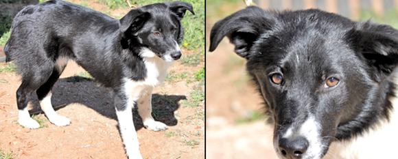 Border Collies In Need of Adoption in Southern California