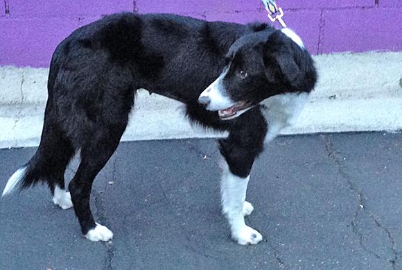 Border Collies In Need of Adoption in Southern California