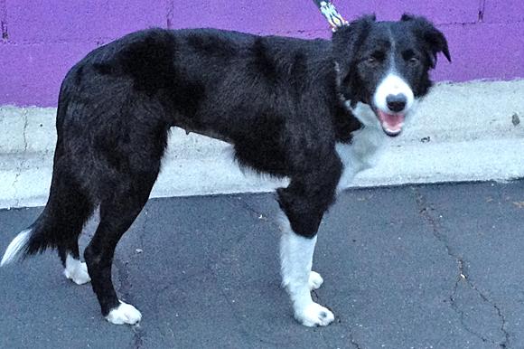 Border Collies In Need of Adoption in Southern California