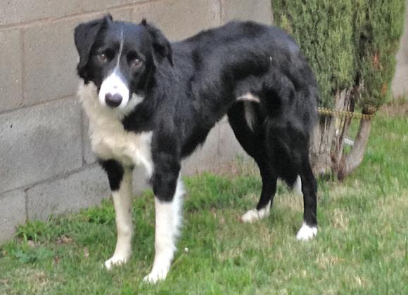 Border Collies In Need of Adoption in Southern California