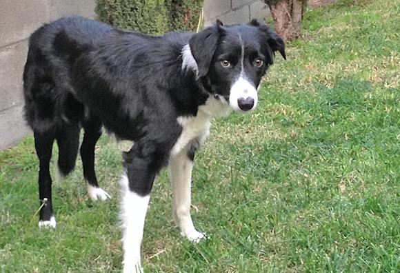 Border Collies In Need of Adoption in Southern California