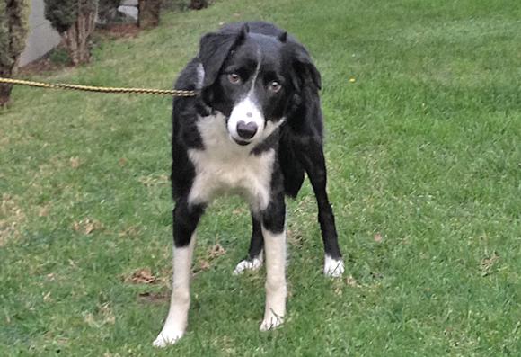 Border Collies In Need of Adoption in Southern California