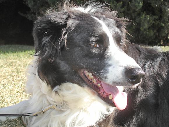 Border Collies In Need of Adoption in Southern California