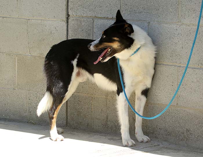 Border Collie Rescue and Adoption from Border Collies In Need - Border ...