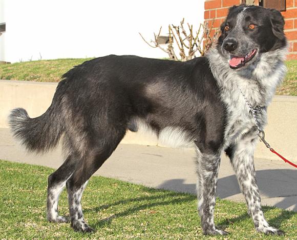 Border Collies In Need of Adoption in Southern California