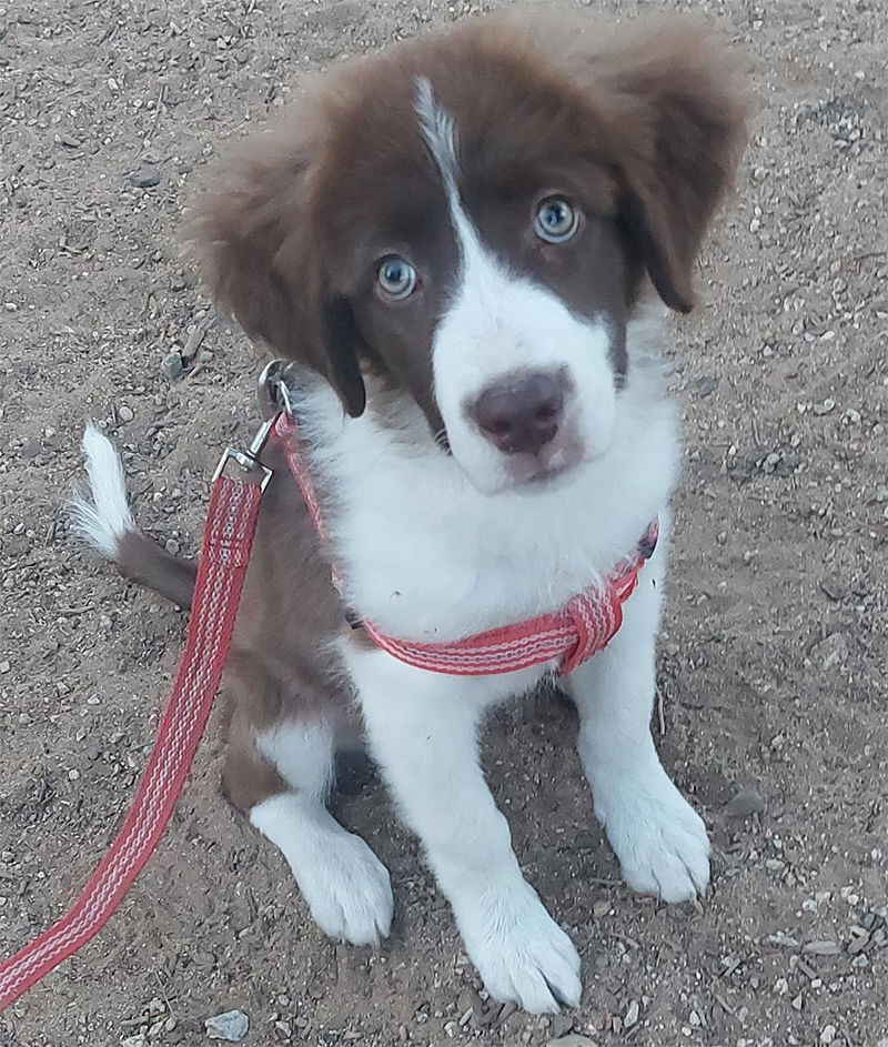 Border Collie Rescue and Adoption from Border Collies In Need - Border ...