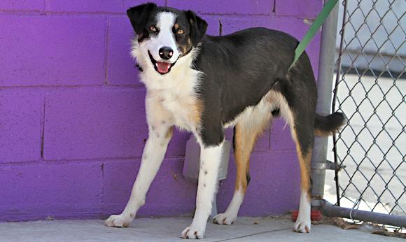 Border Collies In Need of Adoption in Southern California