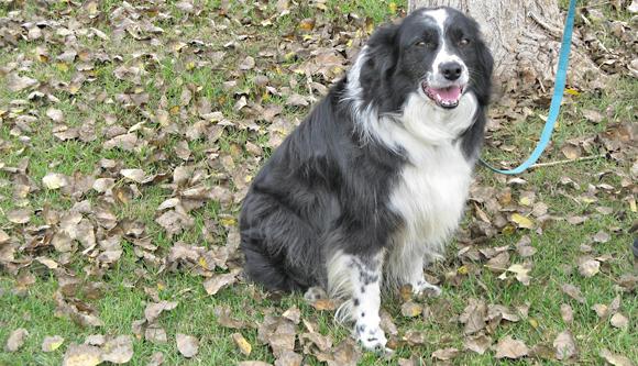 Border Collies In Need of Adoption in Southern California