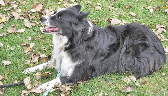 Border Collies In Need of Adoption in Southern California