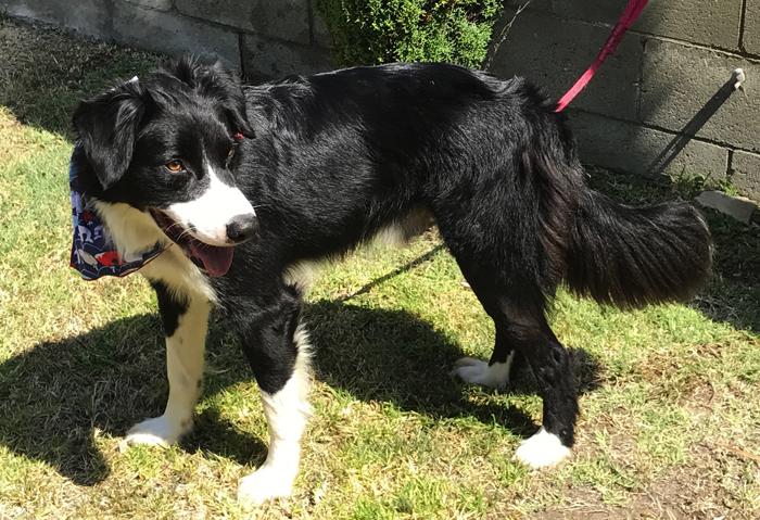 Border Collies In Need of Adoption in Southern California