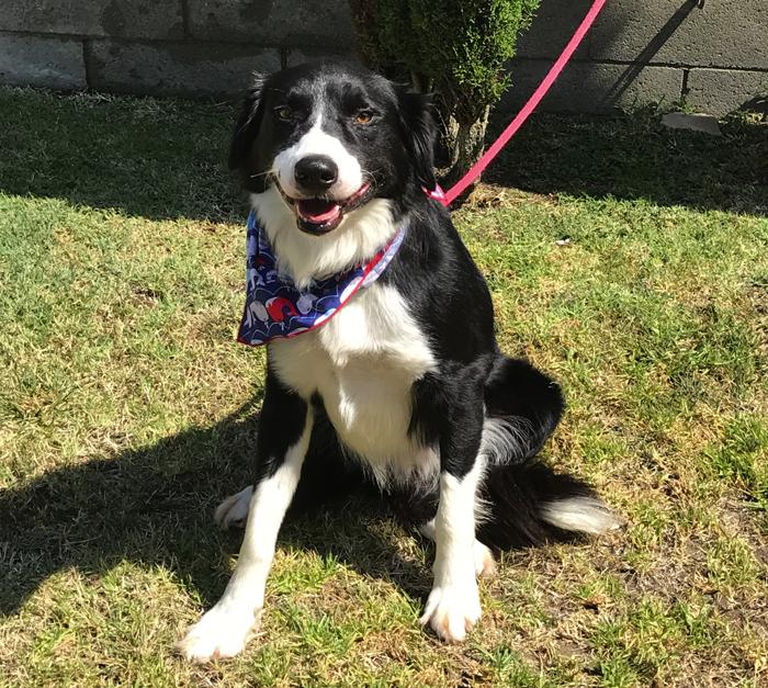 Border Collies In Need of Adoption in Southern California