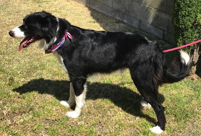 Border Collies In Need of Adoption in Southern California