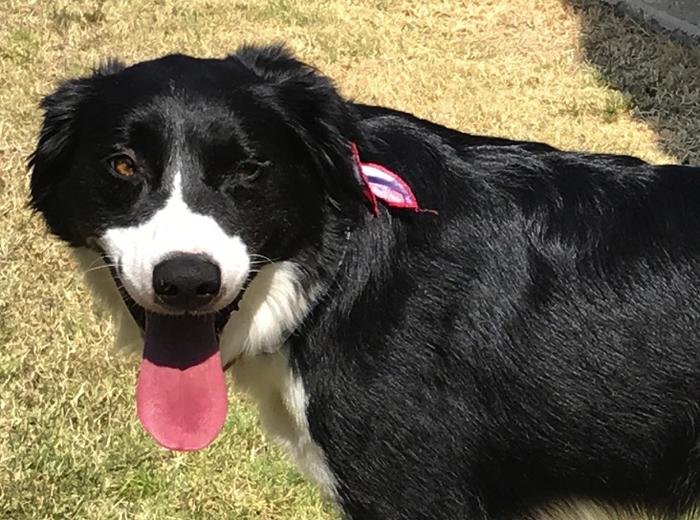 Border Collies In Need of Adoption in Southern California