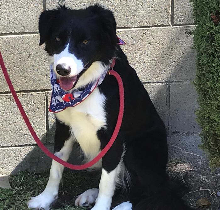 Border Collies In Need of Adoption in Southern California