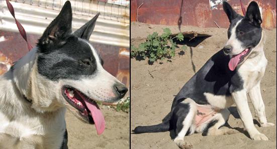 Border Collies In Need of Adoption in Southern California